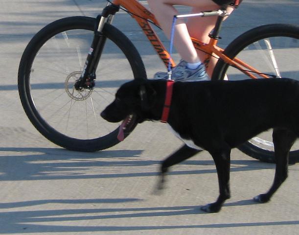 2. Walk with the bike and the dog